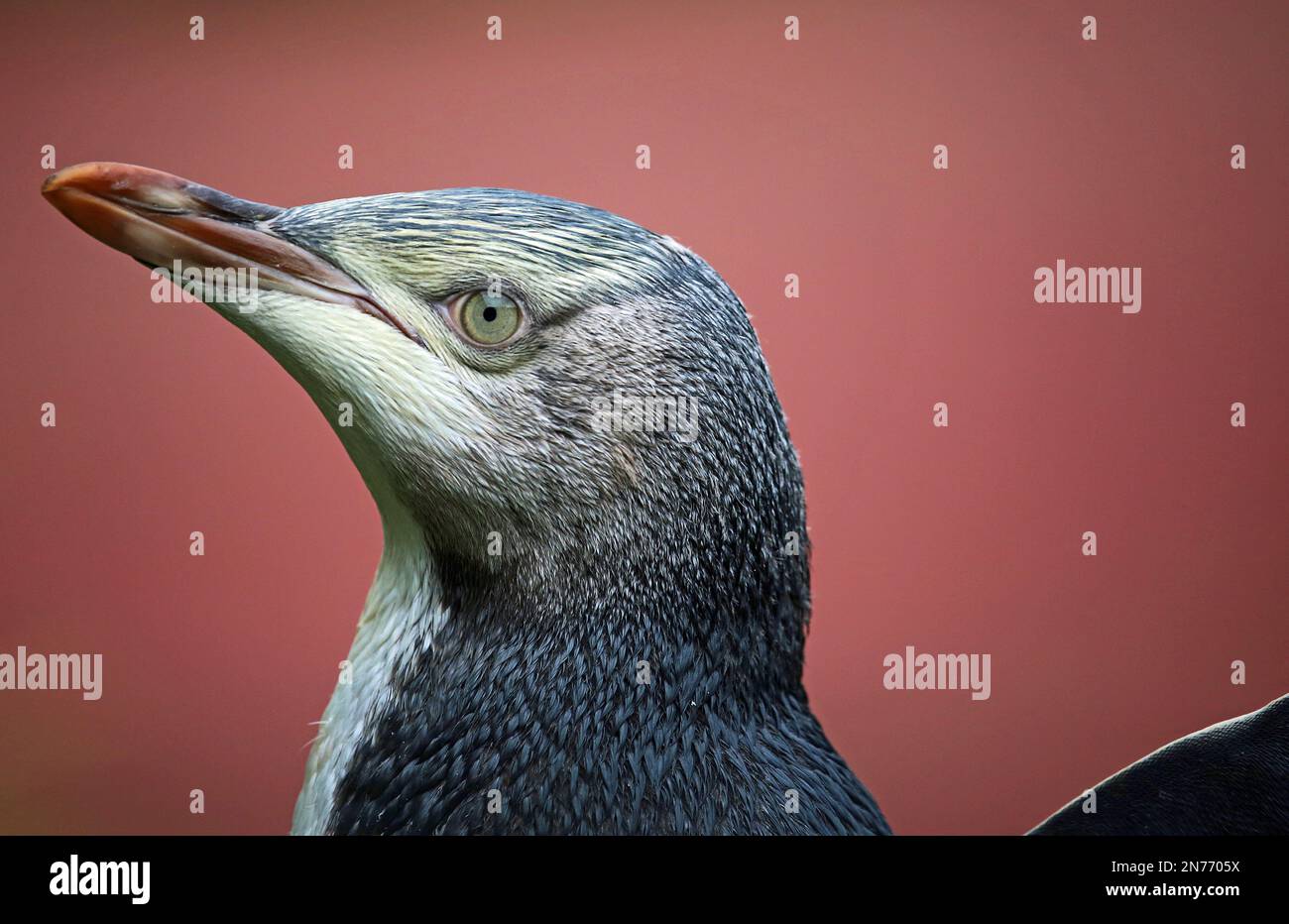Penguin stretching - New Zealand Stock Photo - Alamy