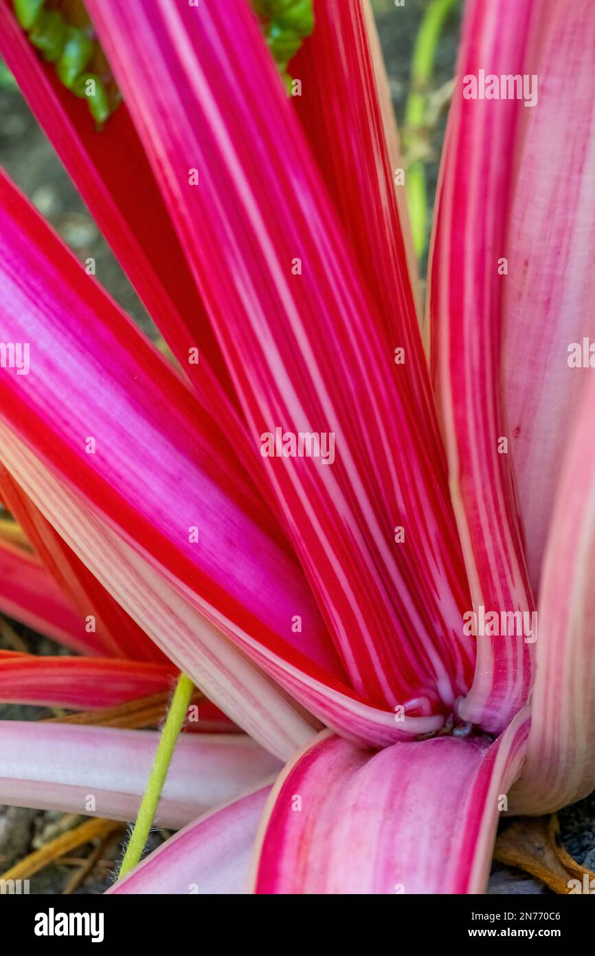 Issaquah, Washington, USA. Close-up of stalks of Peppermint Swiss Chard ...