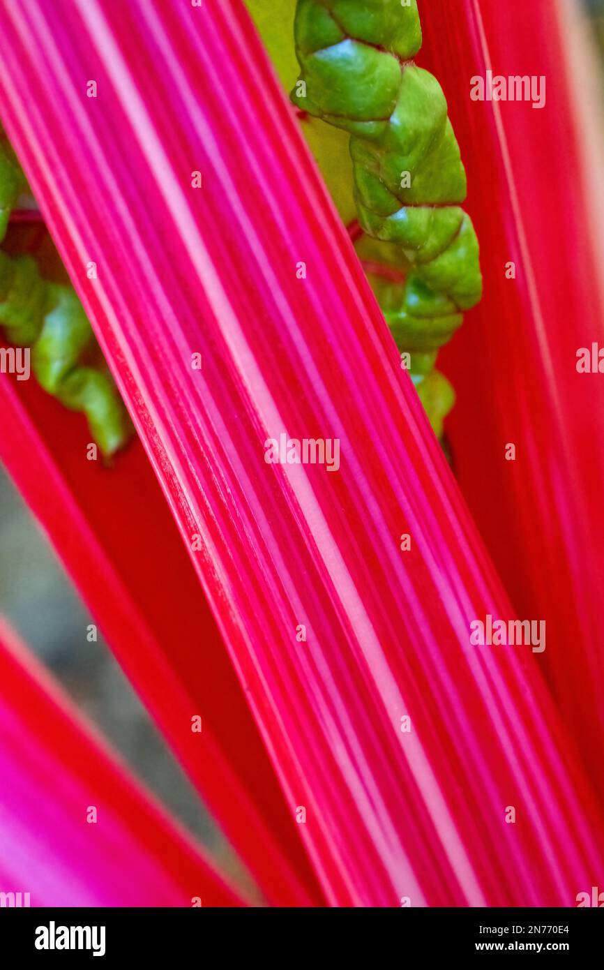 Peppermint swiss chard hi-res stock photography and images - Alamy