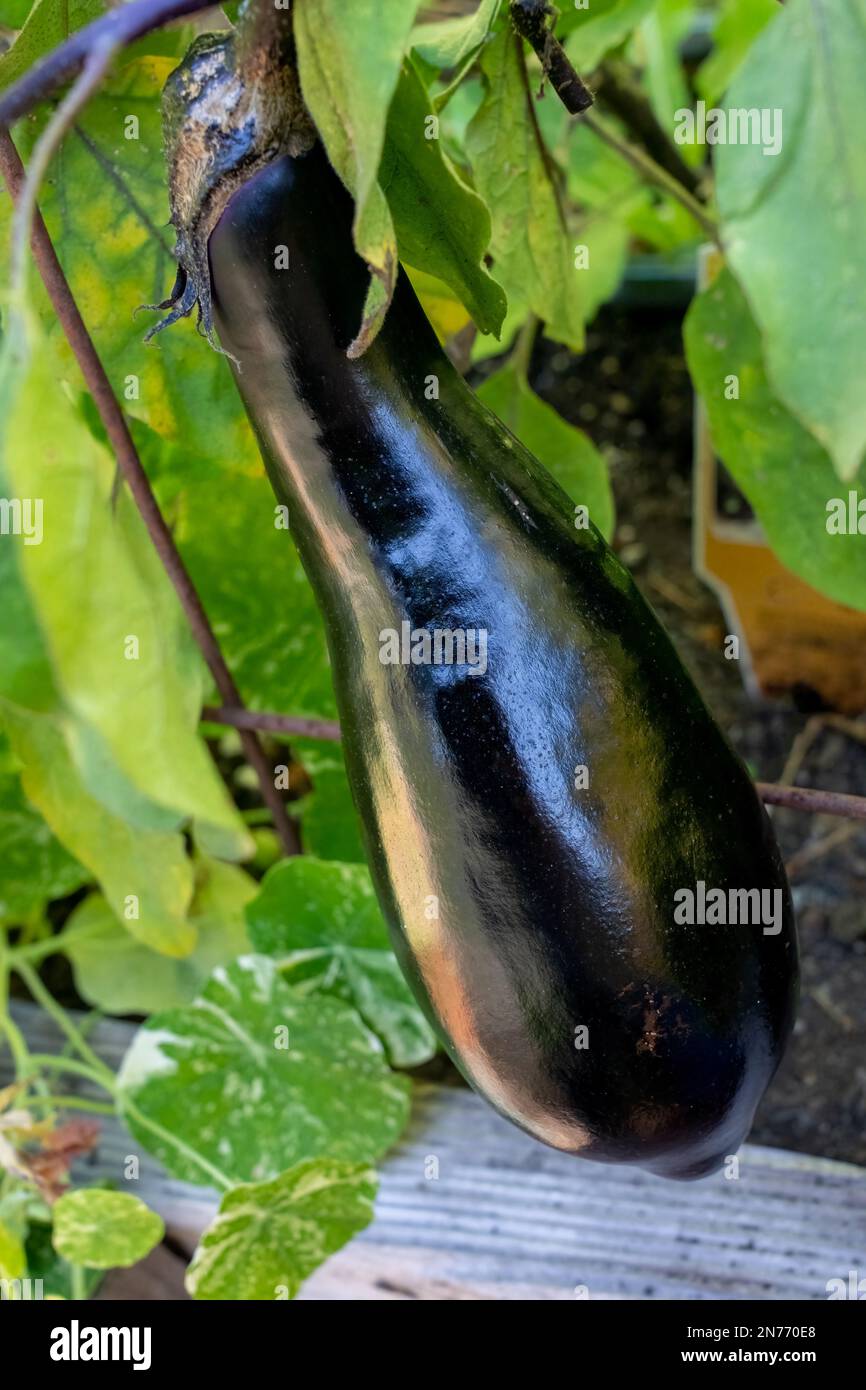Issaquah, Washington, USA. Japanese Long eggplant on the vine Stock ...