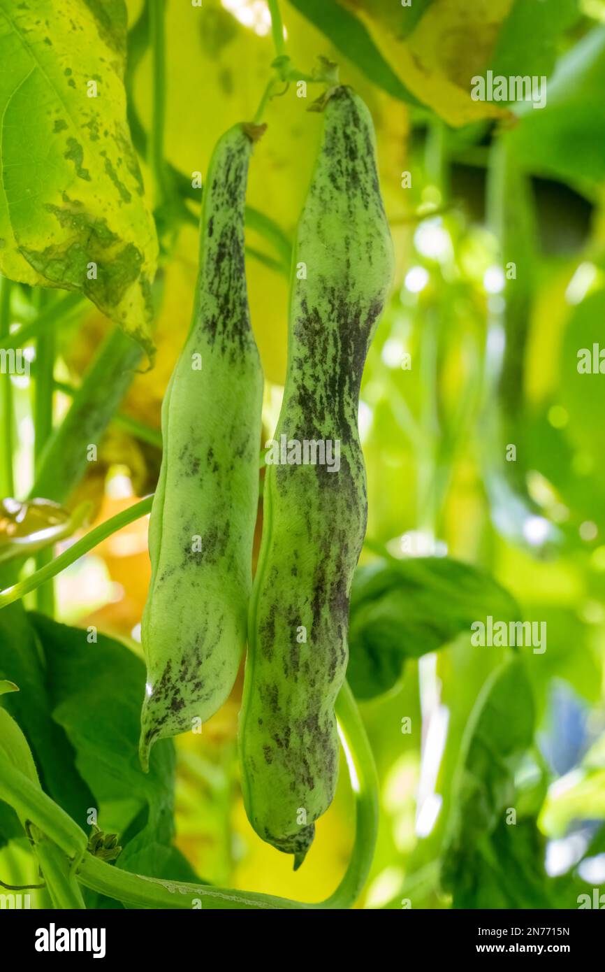 Issaquah, Washington, USA. Dragon Tongue beans growing on the vine ...