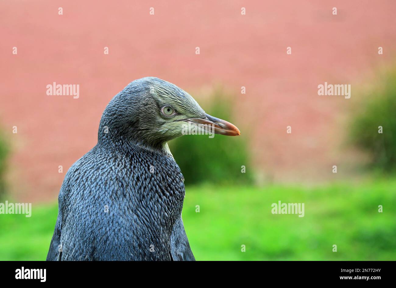 In right profile hi-res stock photography and images - Alamy