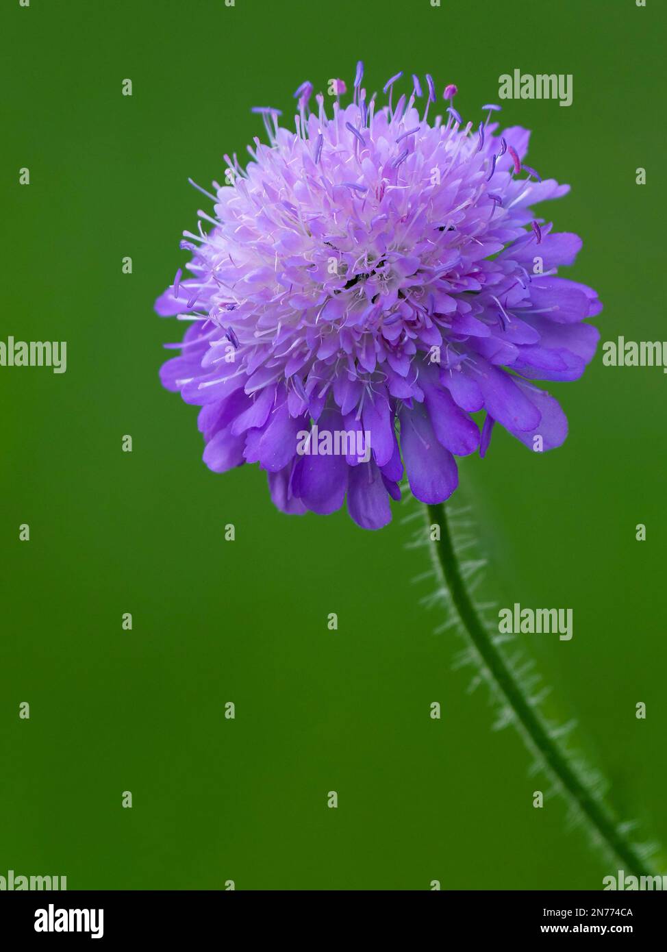 The purple flower Stock Photo - Alamy