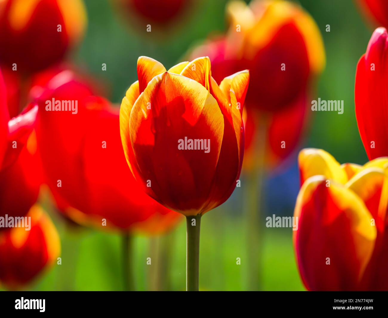 The colors cheerful tulip Stock Photo - Alamy