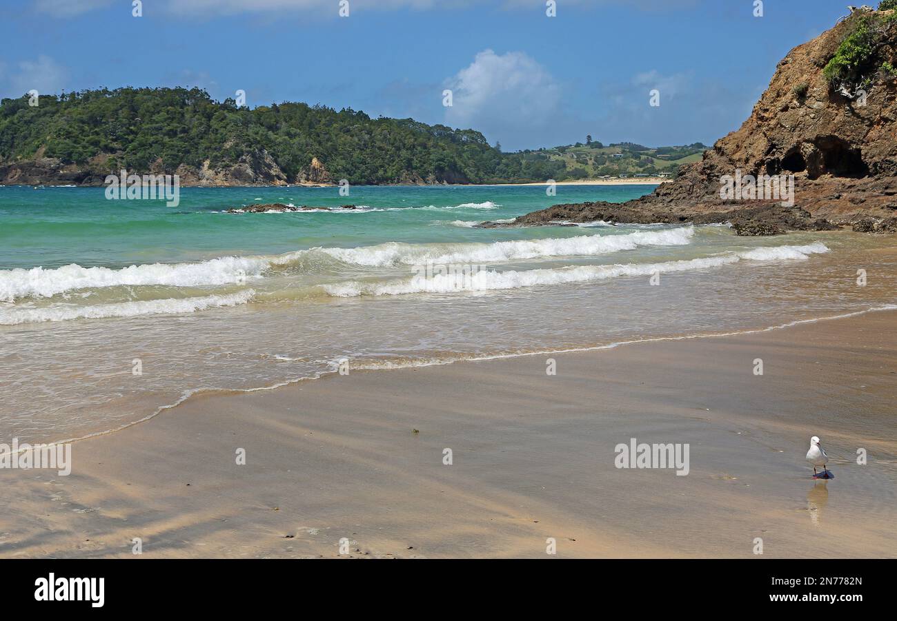 Volcanic cliffs on Matapouri Beach - New Zealand Stock Photo - Alamy