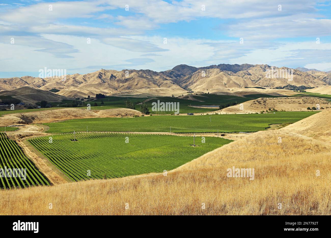 Vineyard in Marlborough - New Zealand Stock Photo - Alamy