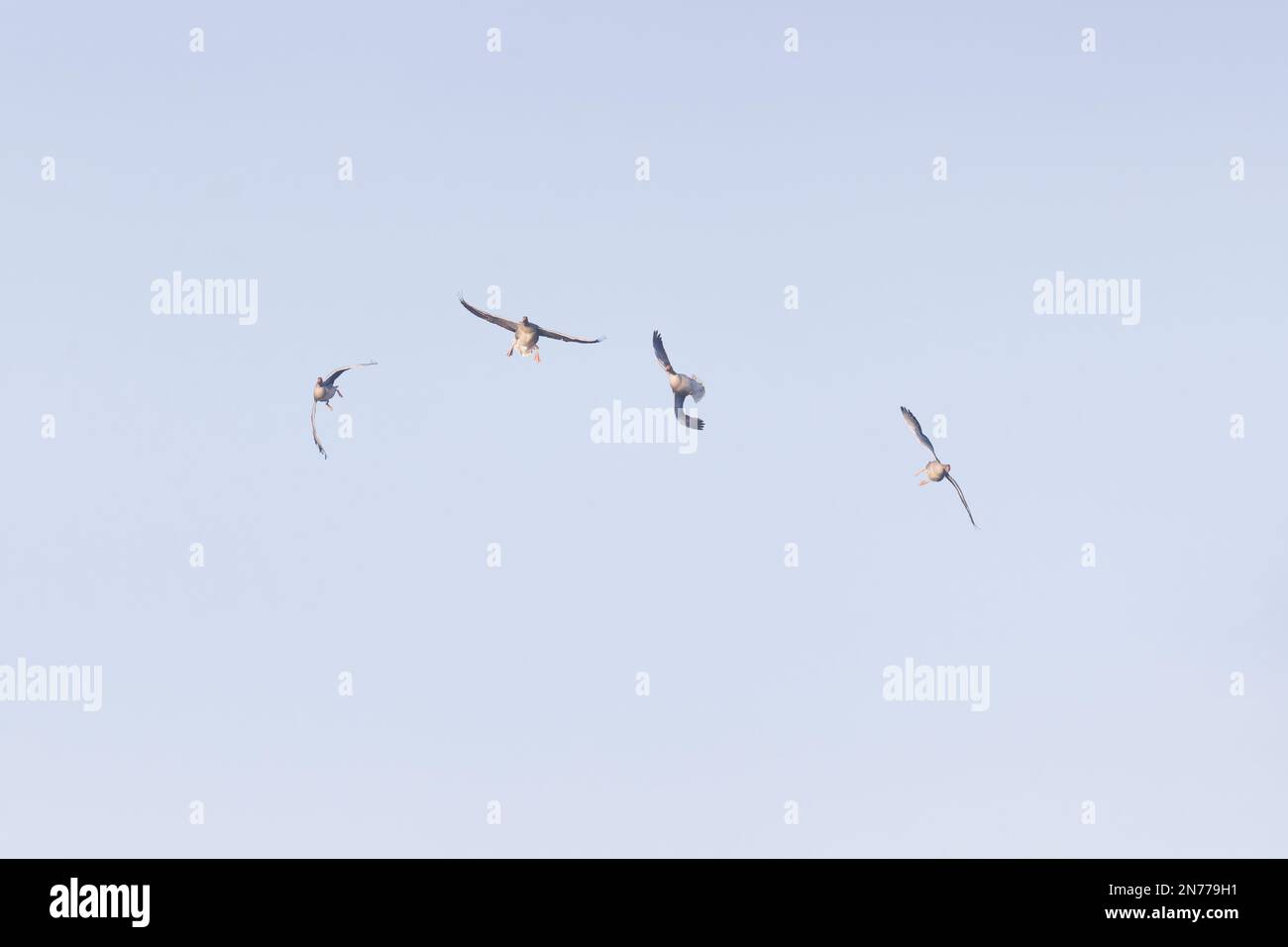 Whiffling geese hi-res stock photography and images - Alamy