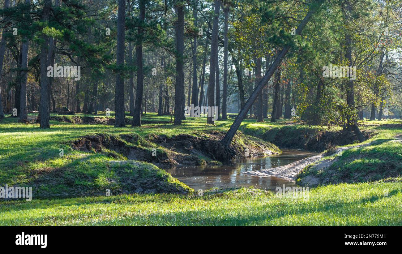 Morning sunlight and a creek filled with rain water in The Woodlands ...