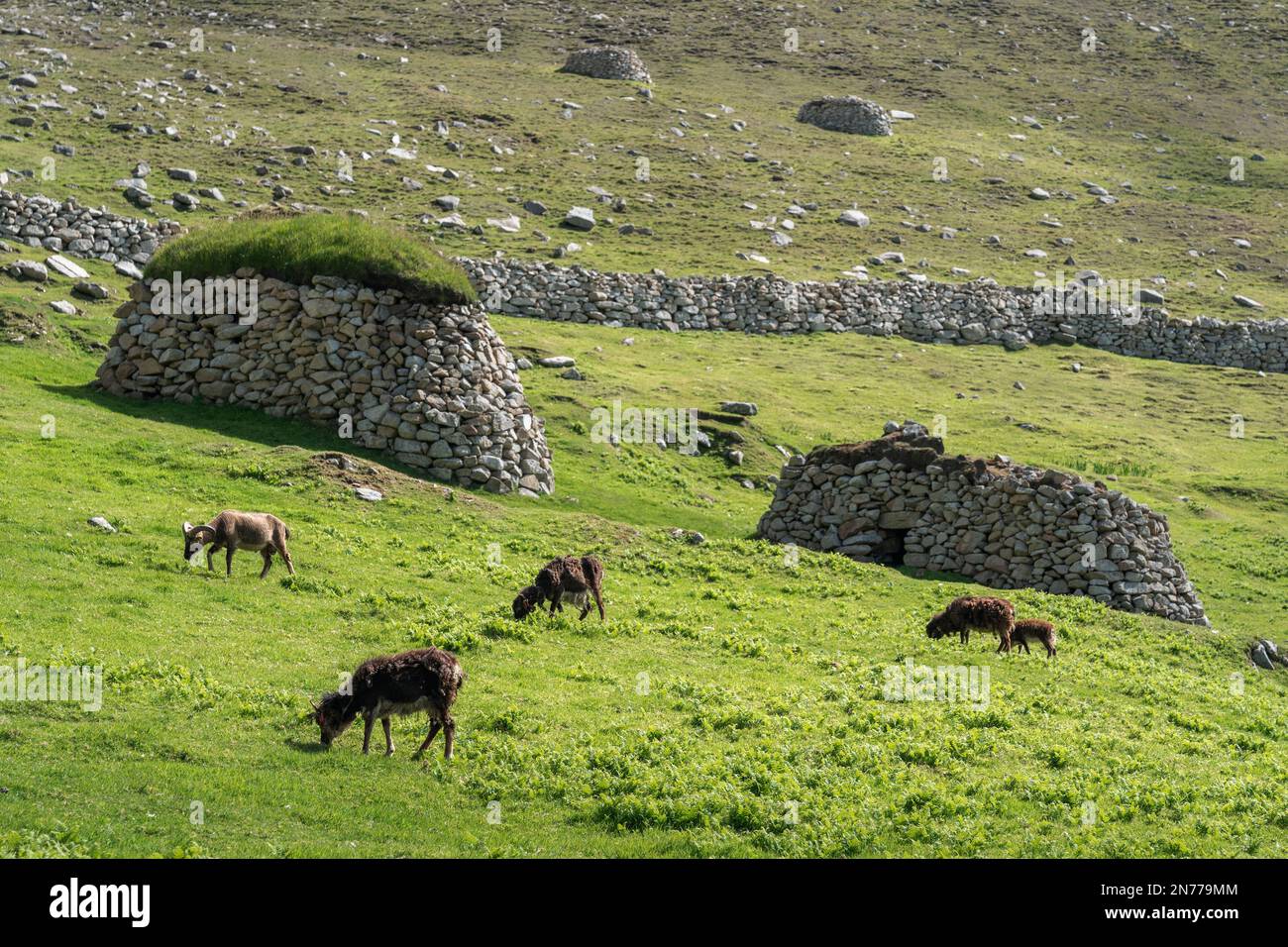 Soay island hi-res stock photography and images - Alamy