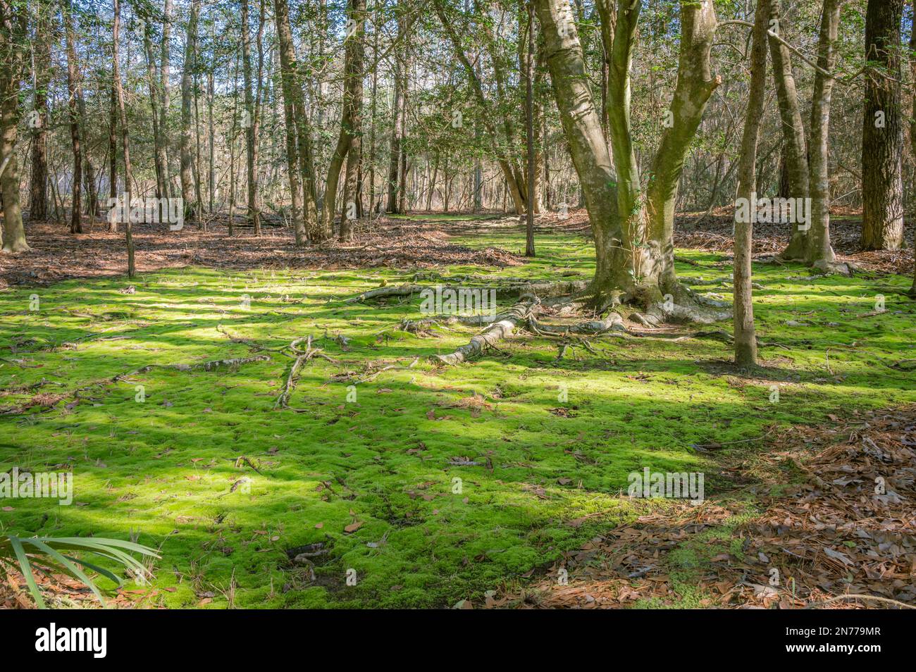 A winter morning in an East Texas forest where the trees shade the ...