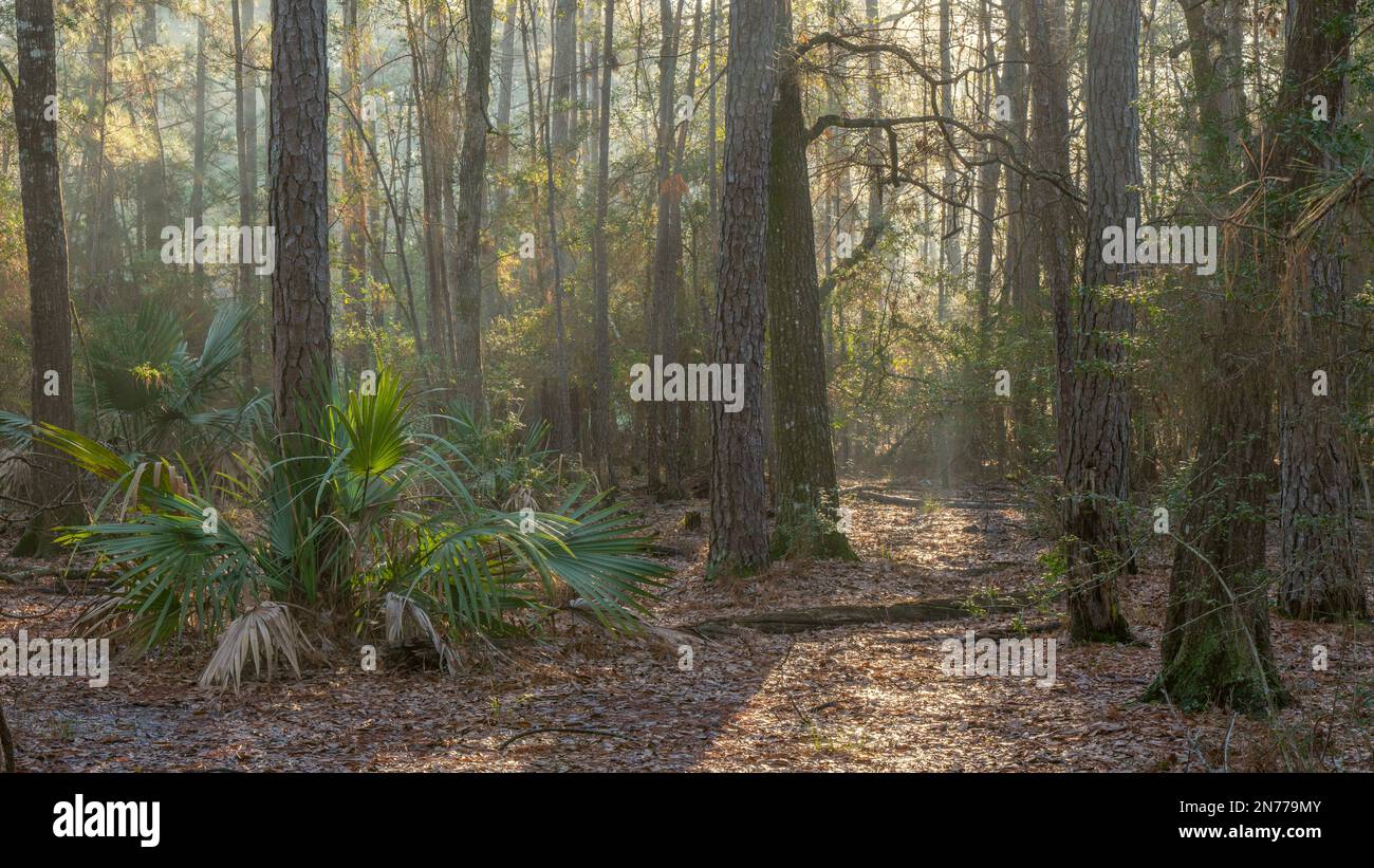 Golden light streams through the tree tops on a winter morning in The ...