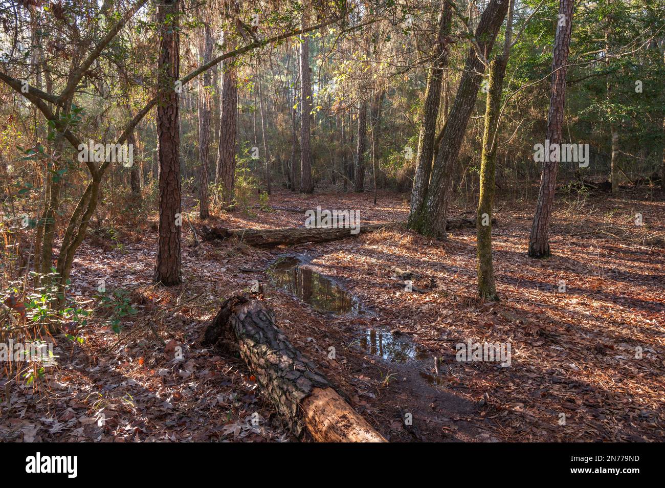 A path through the trees on a winter morning in The Woodlands, Texas ...