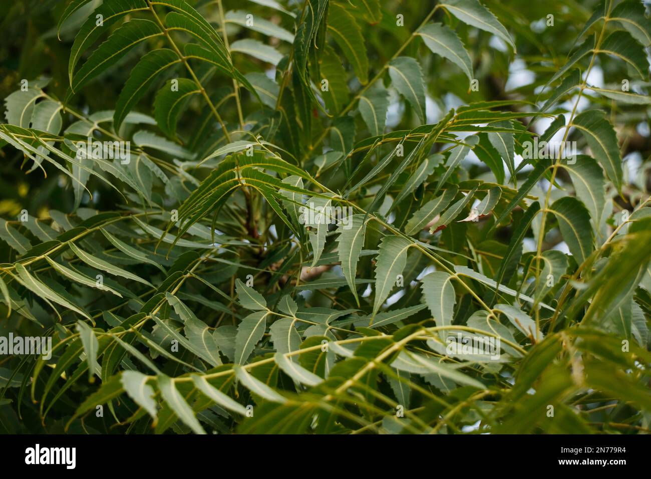 Azadirachta indica, commonly known as neem, nimtree or Indian lilac, is ...