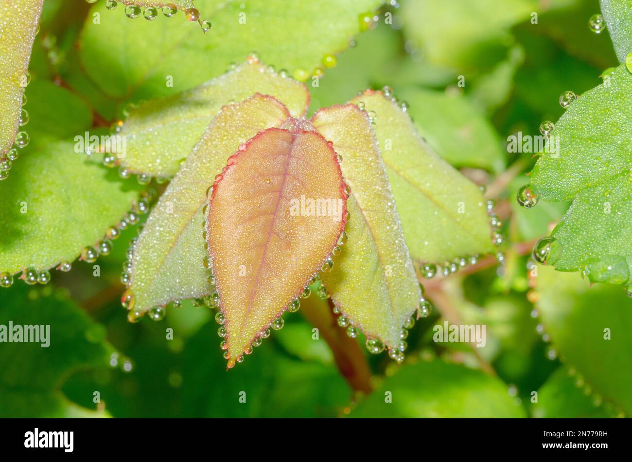 Dew has condensed on the leaves in the garden, forming a series of ...