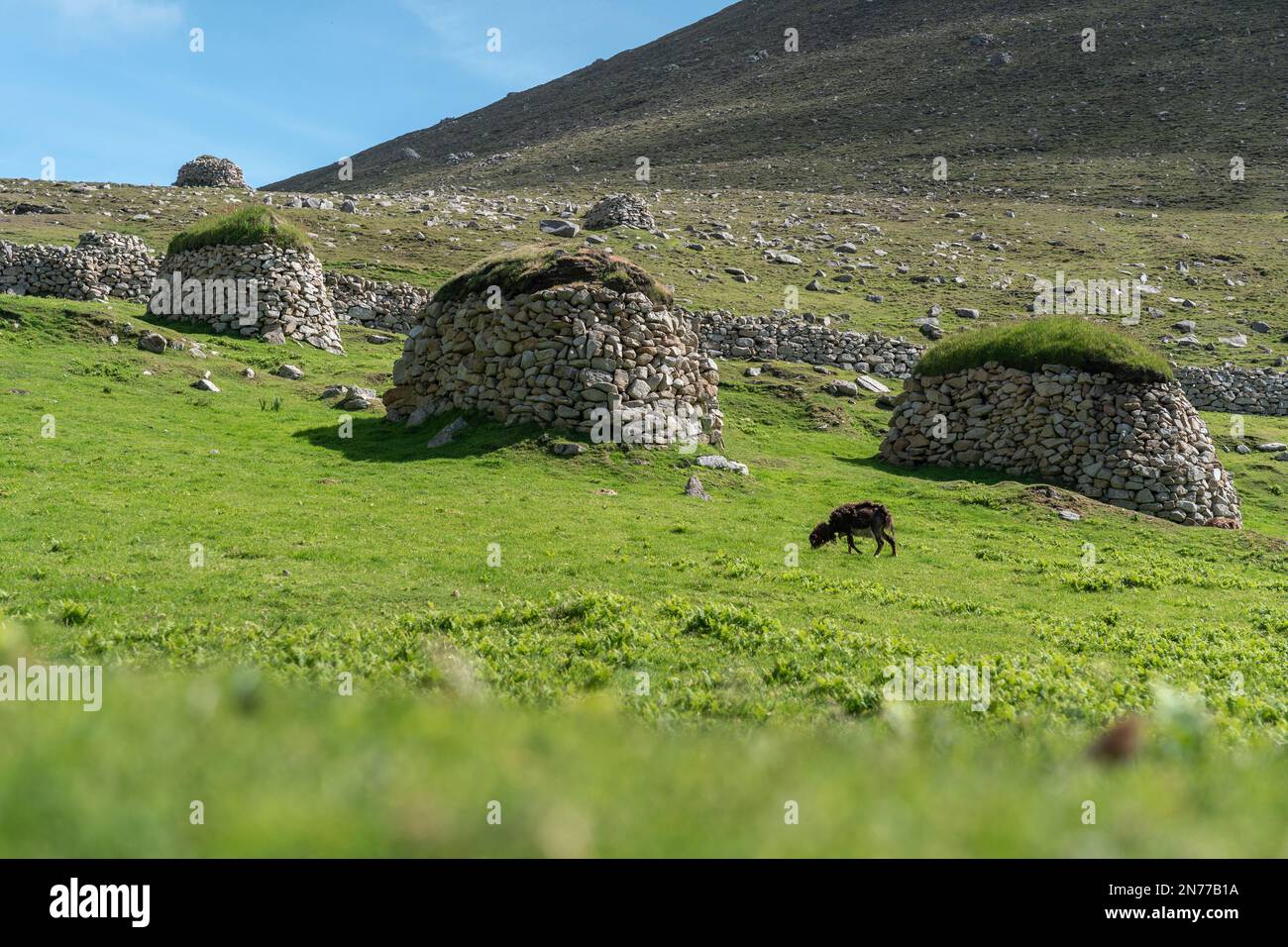 A lone Soay sheep (a primitive breed native to St Kilda) grazing on ...