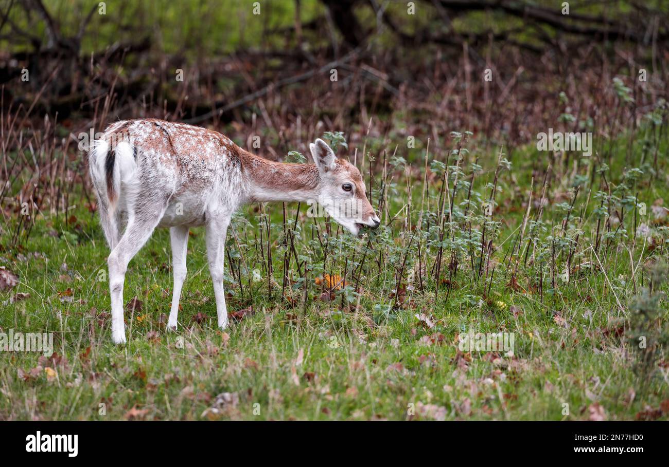 A Juvenile female fallow deer grazing on the grass and plants in the ...