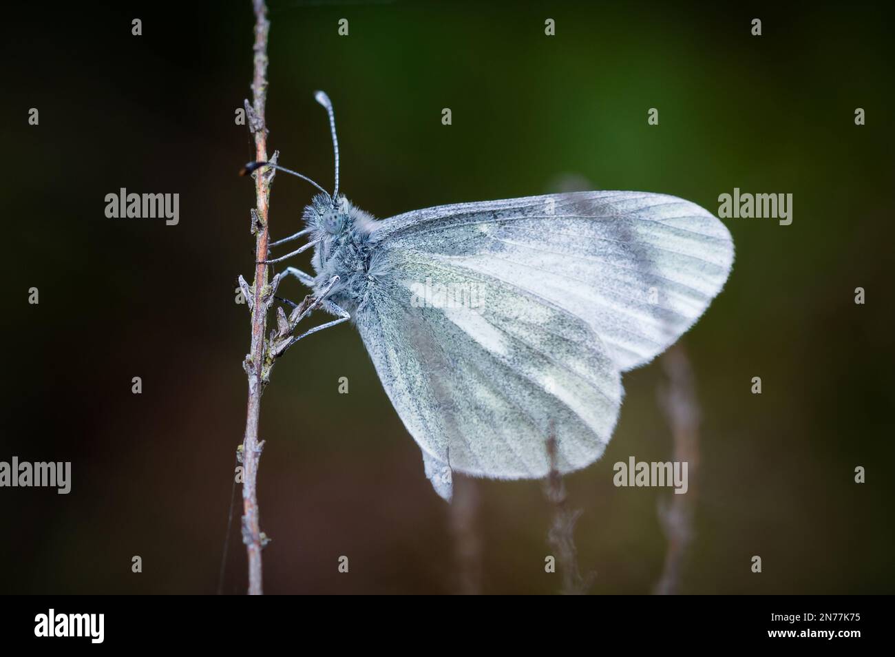 Cryptic Wood White butterfly on a dry stalk Stock Photo - Alamy