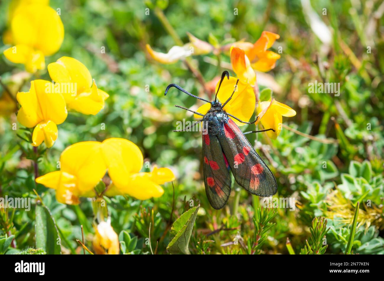 Spot birds hi-res stock photography and images - Alamy