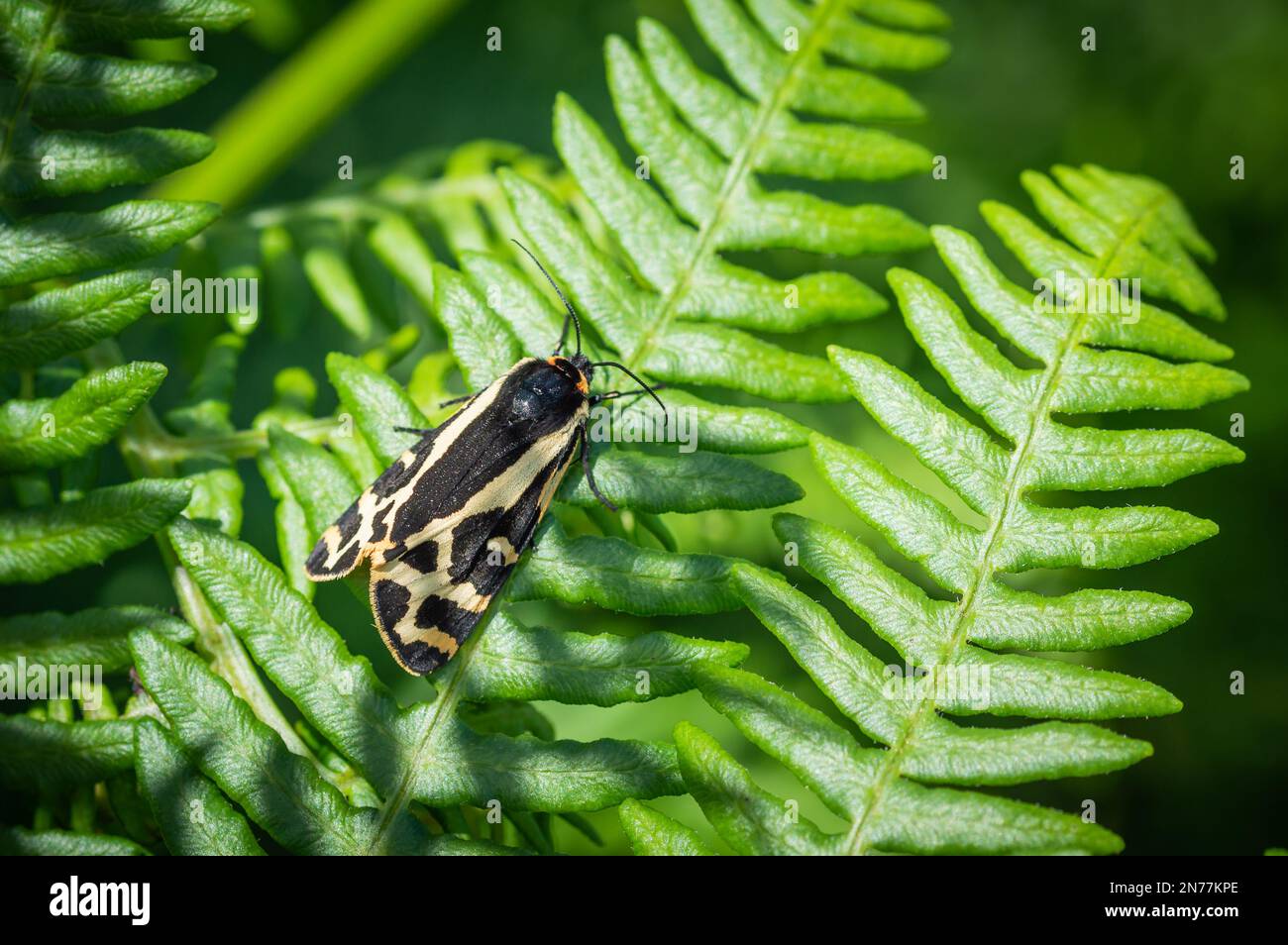 Wood Tiger moth on a fern Stock Photo - Alamy