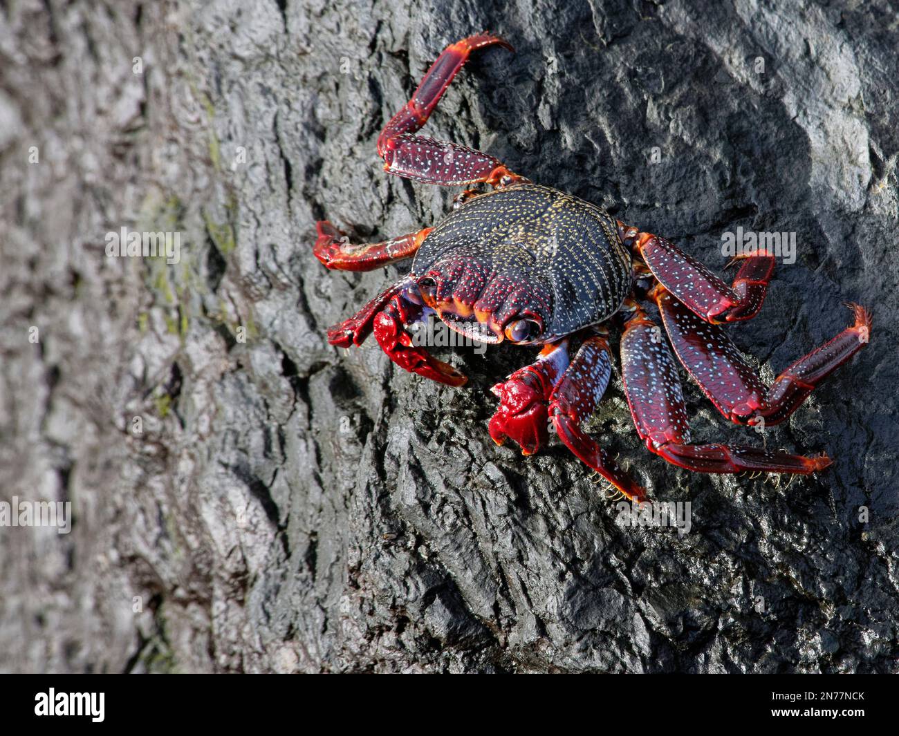 Red rock crab (Grapsus adscensionis) grazing algae from sea shore rocks ...