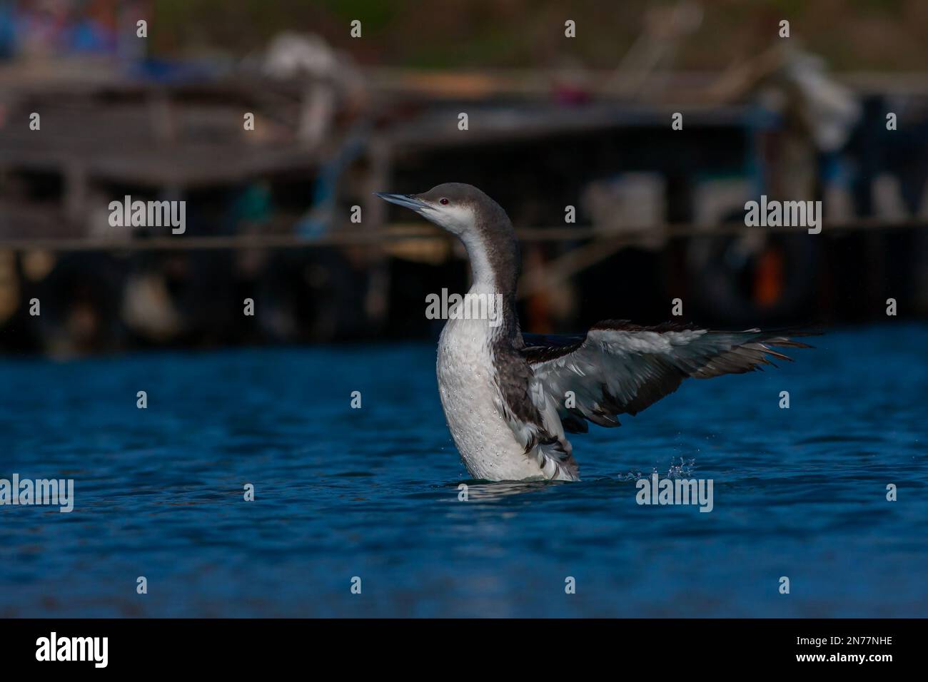 bird flapping its wings in the sea, Black-throated Loon, Gavia arctica ...