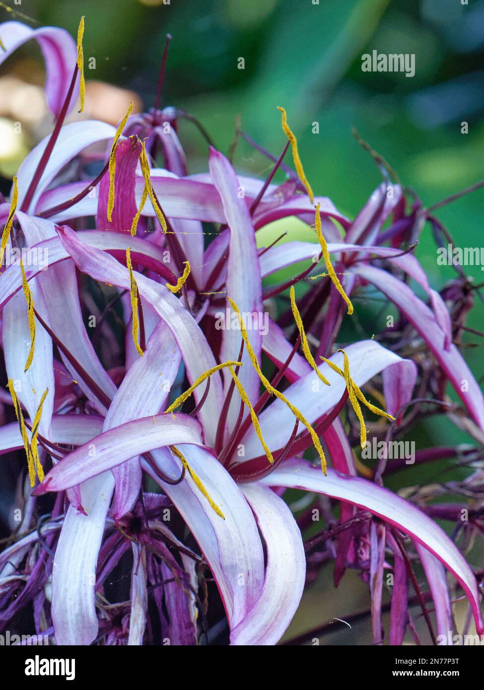 Spider lily / Poison bulb (Crinum asiaticum asiaticum) flowering ...
