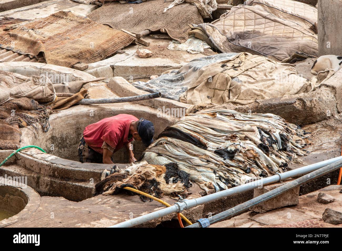 Marrakesh (Marrakech) Morocco Leather tannery Stock Photo - Alamy