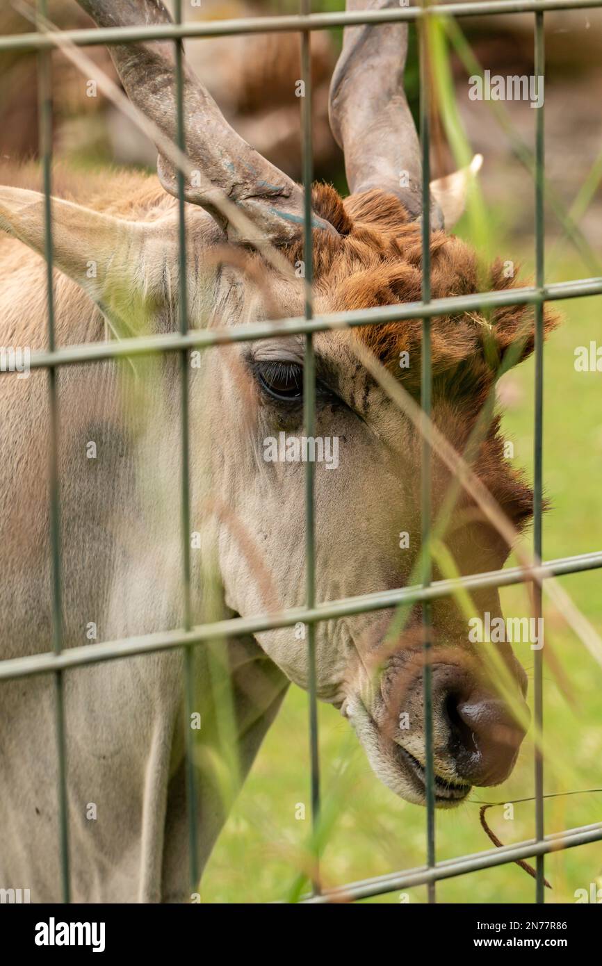 A not happy looking antelope behind bars. These animals should rather ...