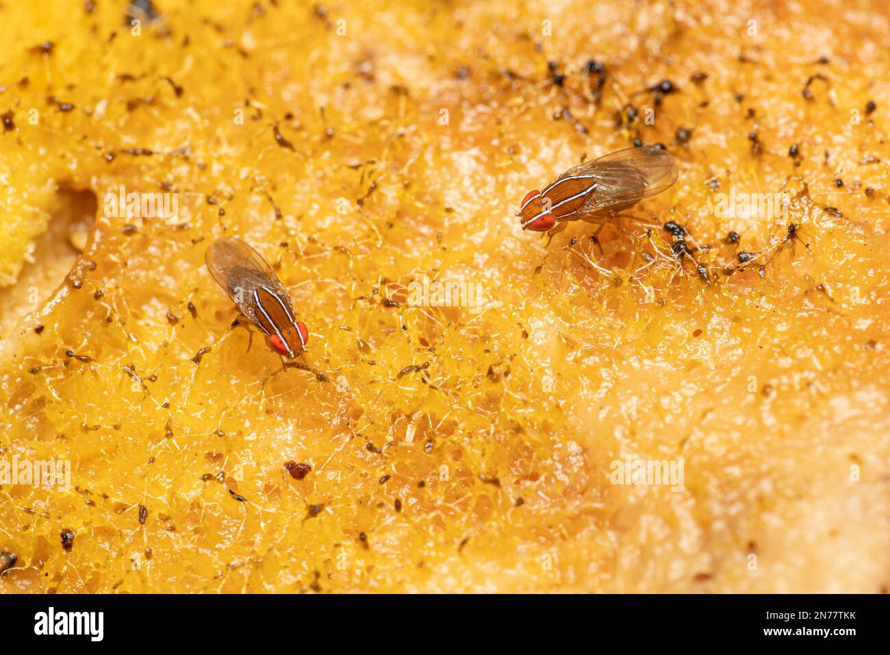 Mango fruit fly hi-res stock photography and images - Alamy