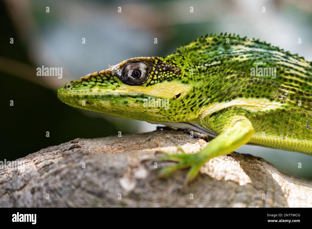 Invasive lizard hi-res stock photography and images - Alamy