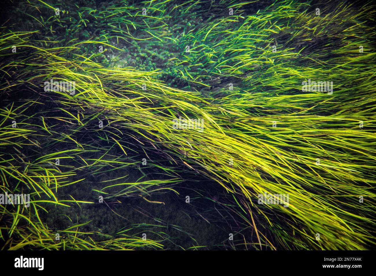 The green grass in a fresh water of rainbow river of Florida at spring ...