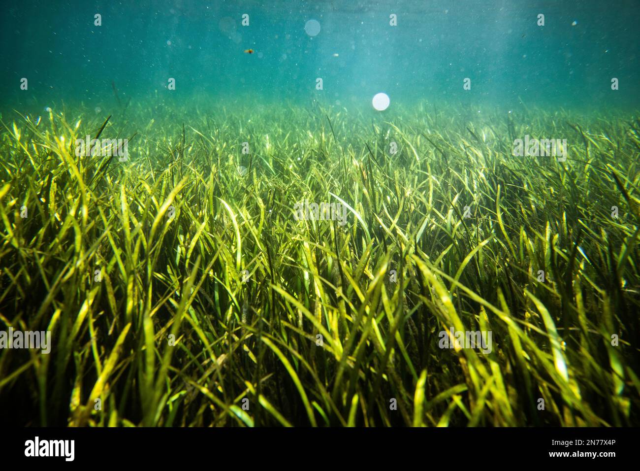The green grass in a fresh water of rainbow river of Florida at spring ...