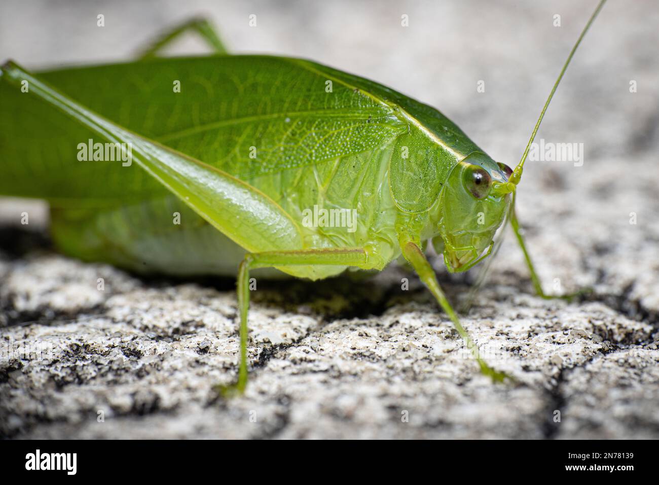 A closeup of green Broad-winged katydid on a rock Stock Photo - Alamy