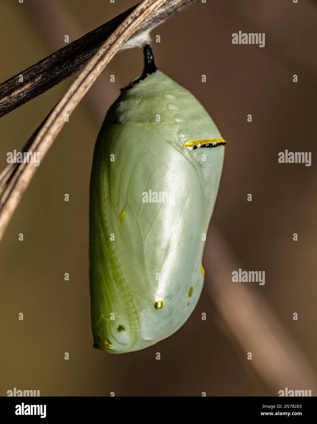 A vertical closeup of green monarch chrysalis hanging from a branch ...