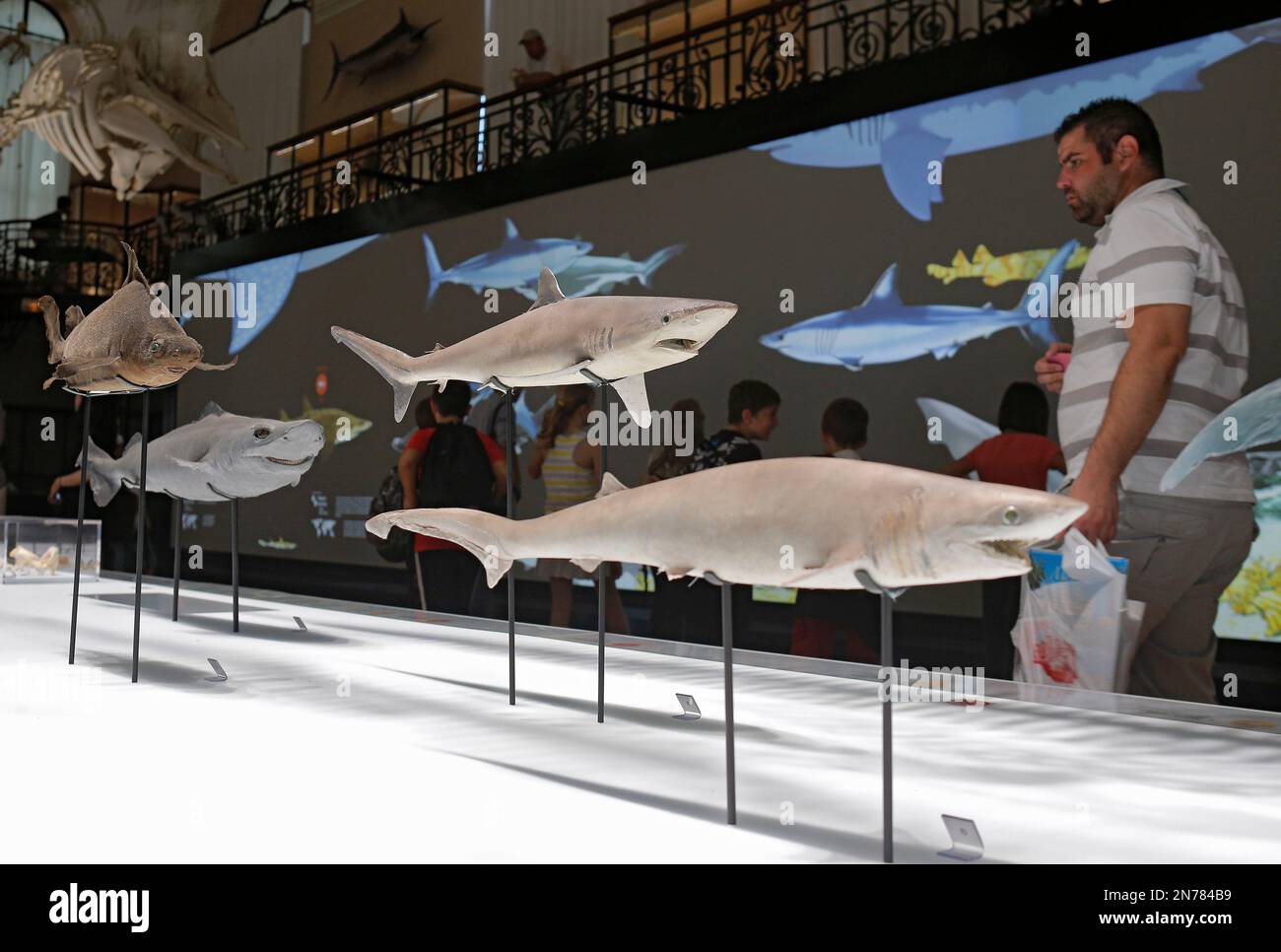 People visit the exhibition "Sharks" in the Oceanography museum in Monaco, Thursday, June 27 ...