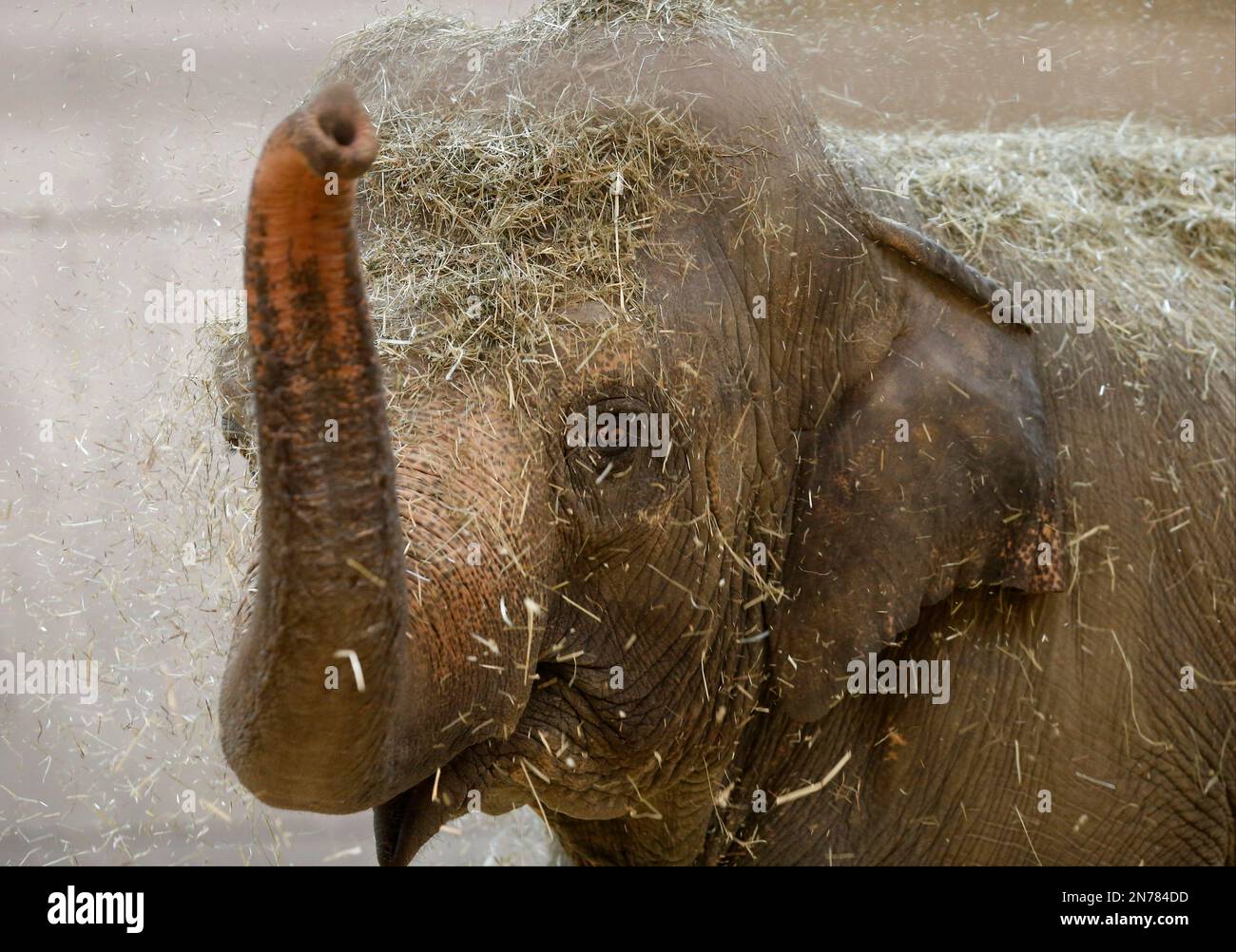 Asian elephant Bozie, 38, originally from Sri Lanka, makes her debut at ...