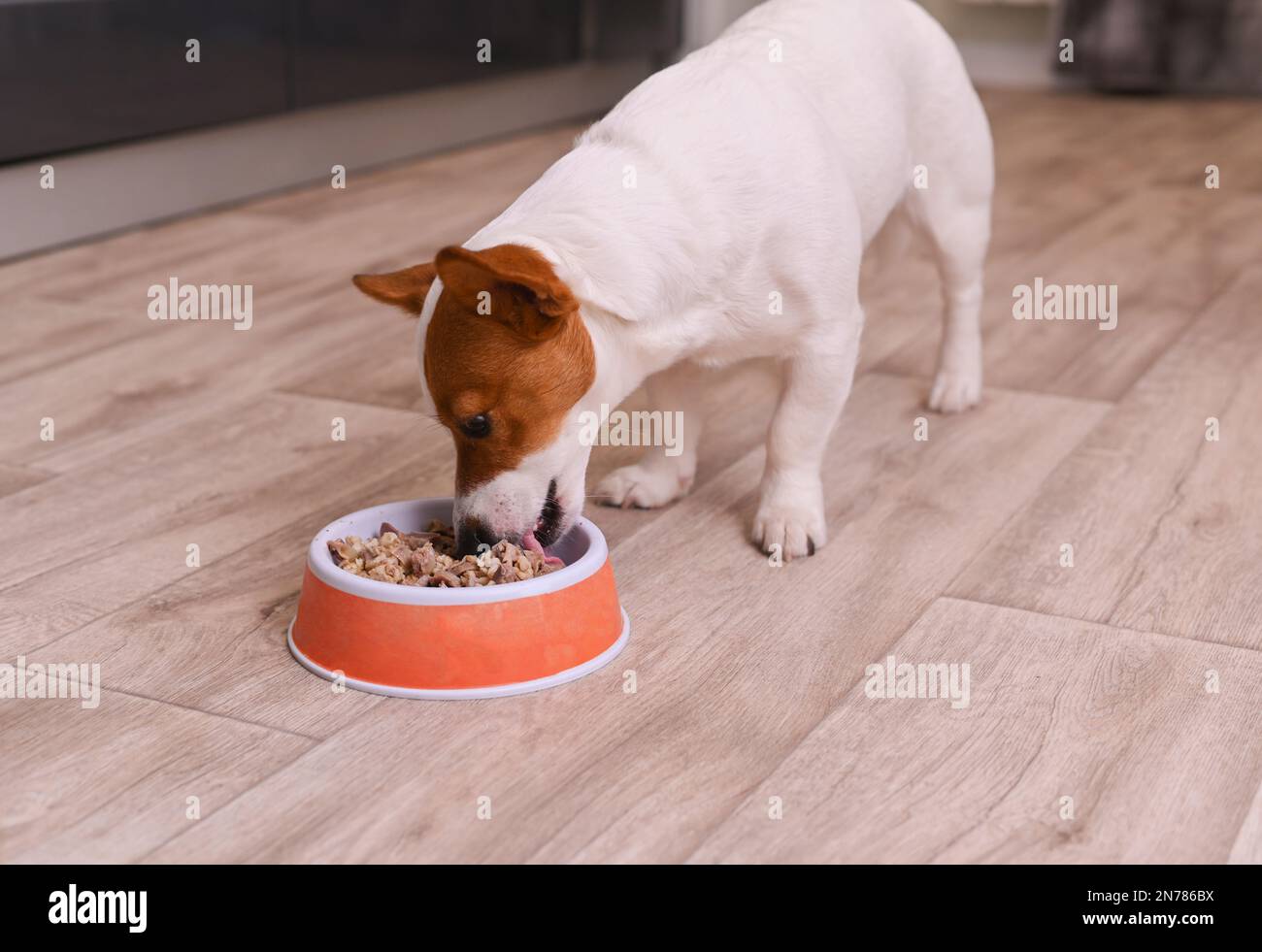 Russell terrier food bowl hi-res stock photography and images - Alamy