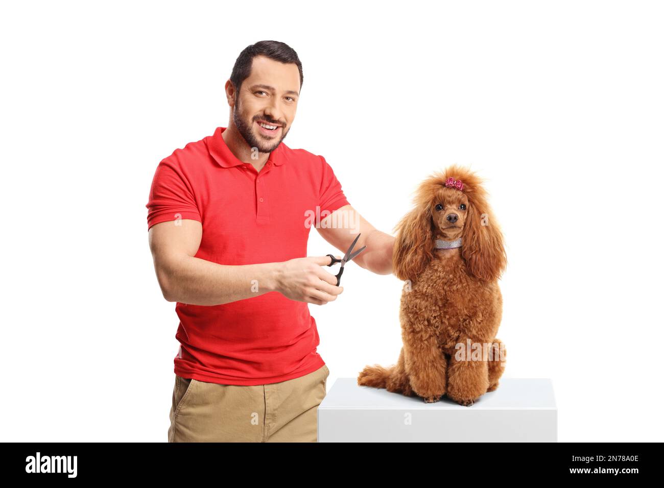 Man grooming a red poodle dog with scissors and smiling isolated on ...