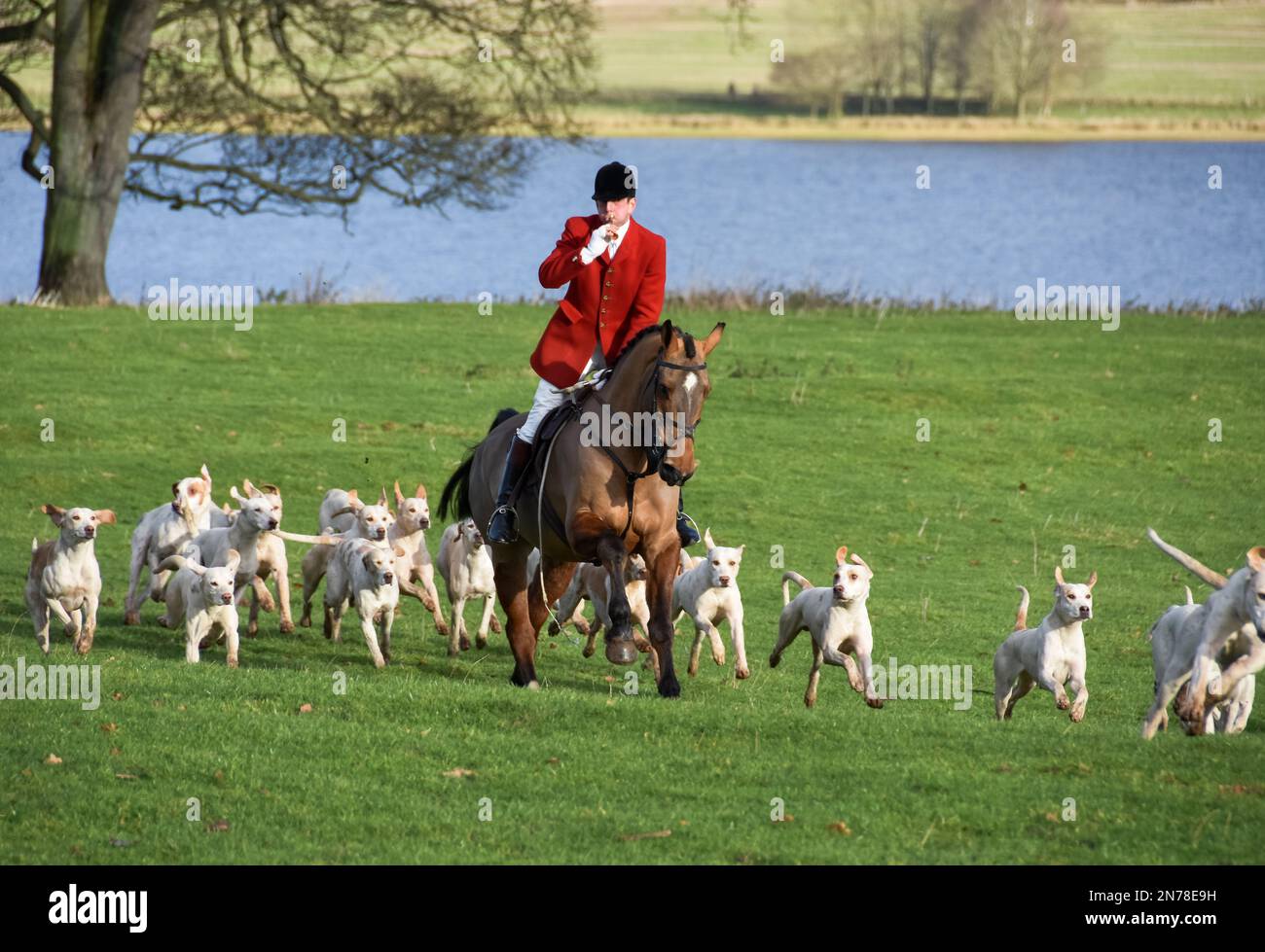 English hound hunting rural tradition hi-res stock photography and ...