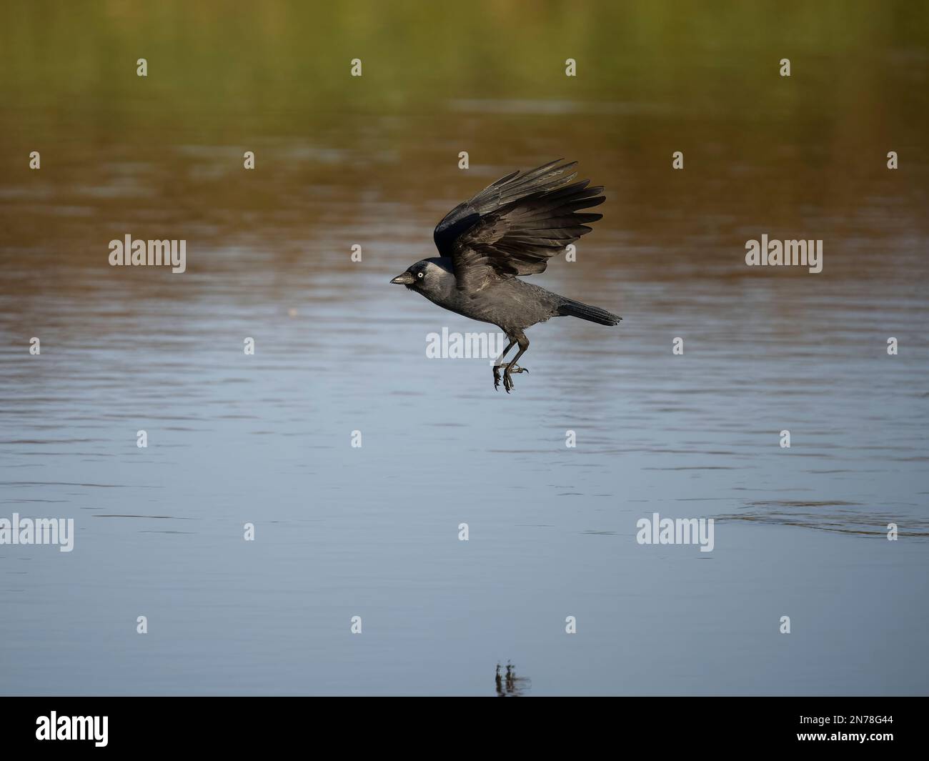 Jackdaw, Corvus monedula, single bird in flight, Gloucestershire ...
