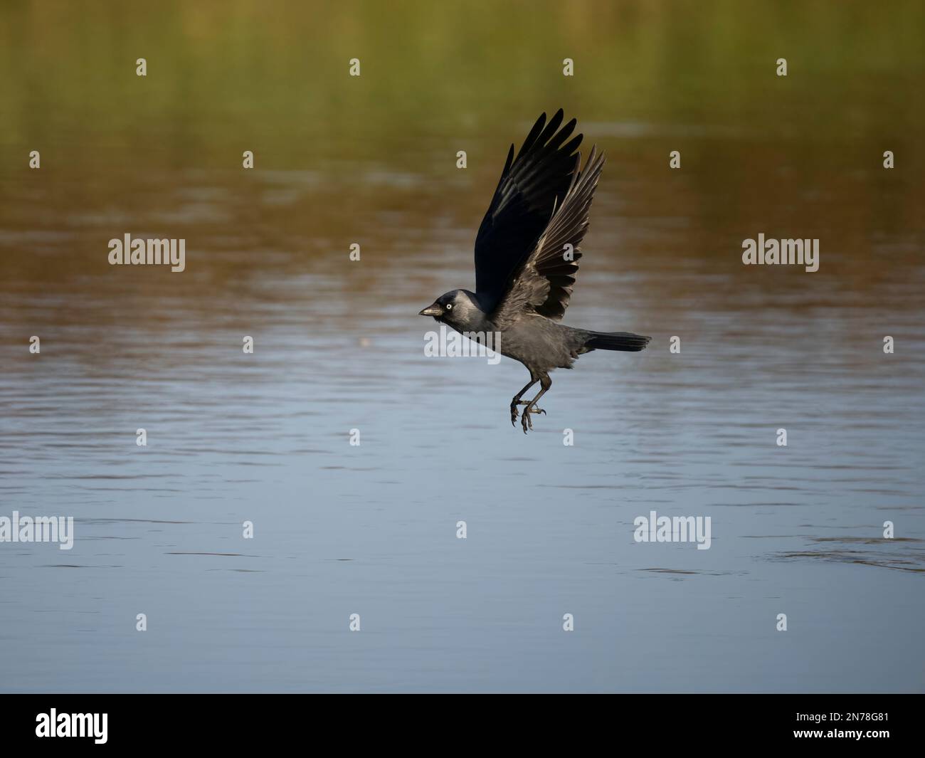 Jackdaw, Corvus monedula, single bird in flight, Gloucestershire ...
