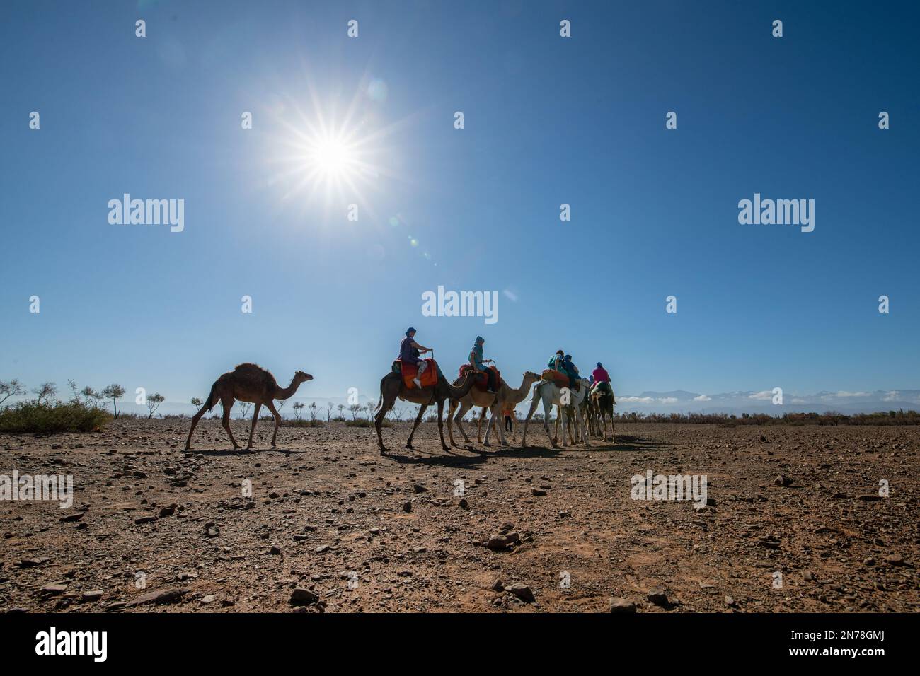 Agafay Desert camel ride Morocco Stock Photo - Alamy
