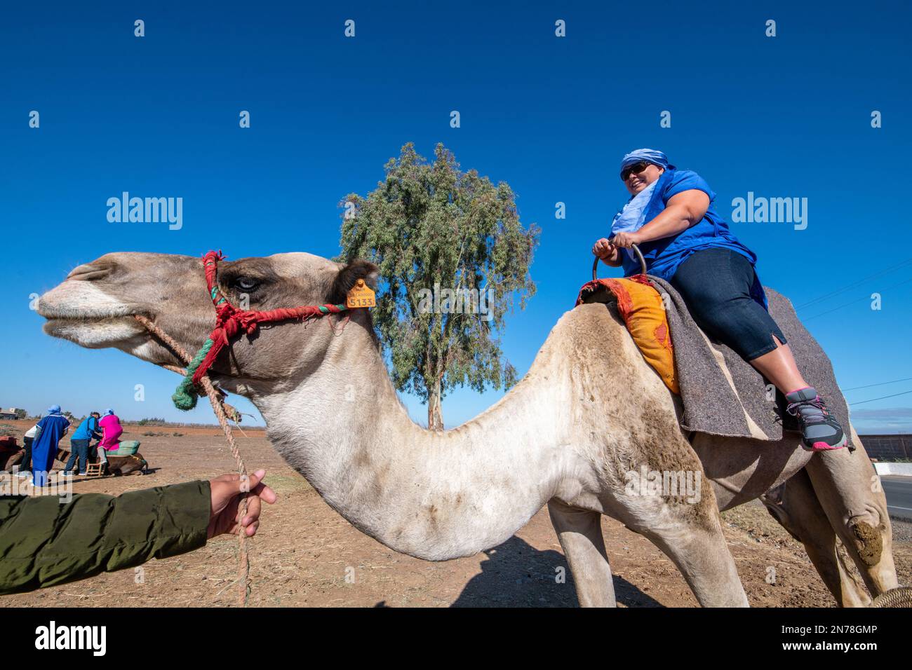 Agafay Desert camel ride Morocco Stock Photo - Alamy