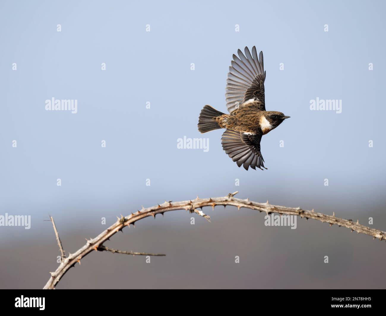 Stonechat flying hi-res stock photography and images - Alamy