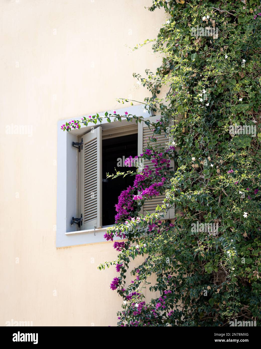 A beautiful vertical view of a small window and branches on a wall ...
