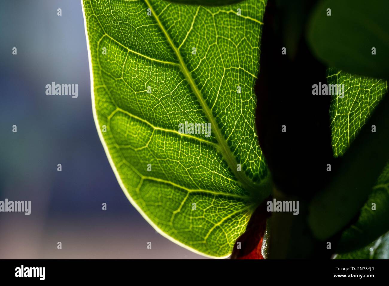Sun shining through a ficus leaf on a sunny day Stock Photo - Alamy