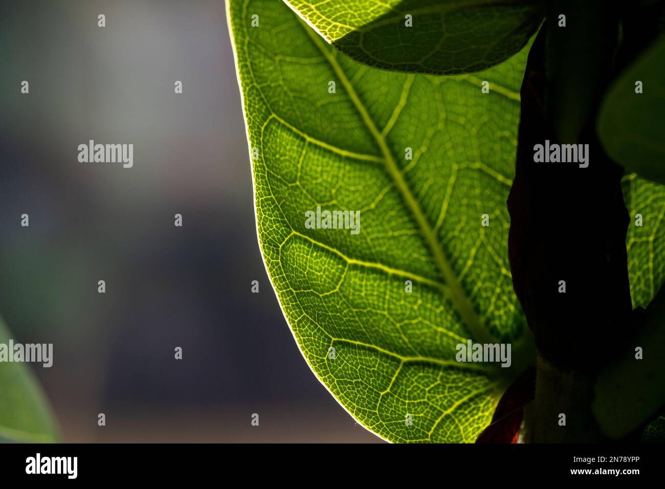 Sun shining through a ficus leaf on a sunny day Stock Photo - Alamy