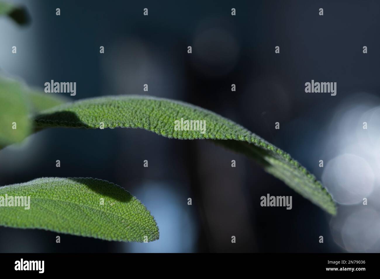 Sage plant hi-res stock photography and images - Alamy