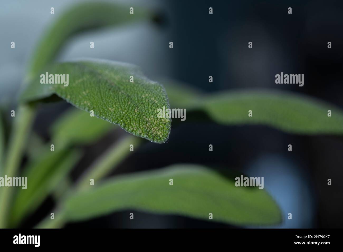 Sage plant hi-res stock photography and images - Alamy