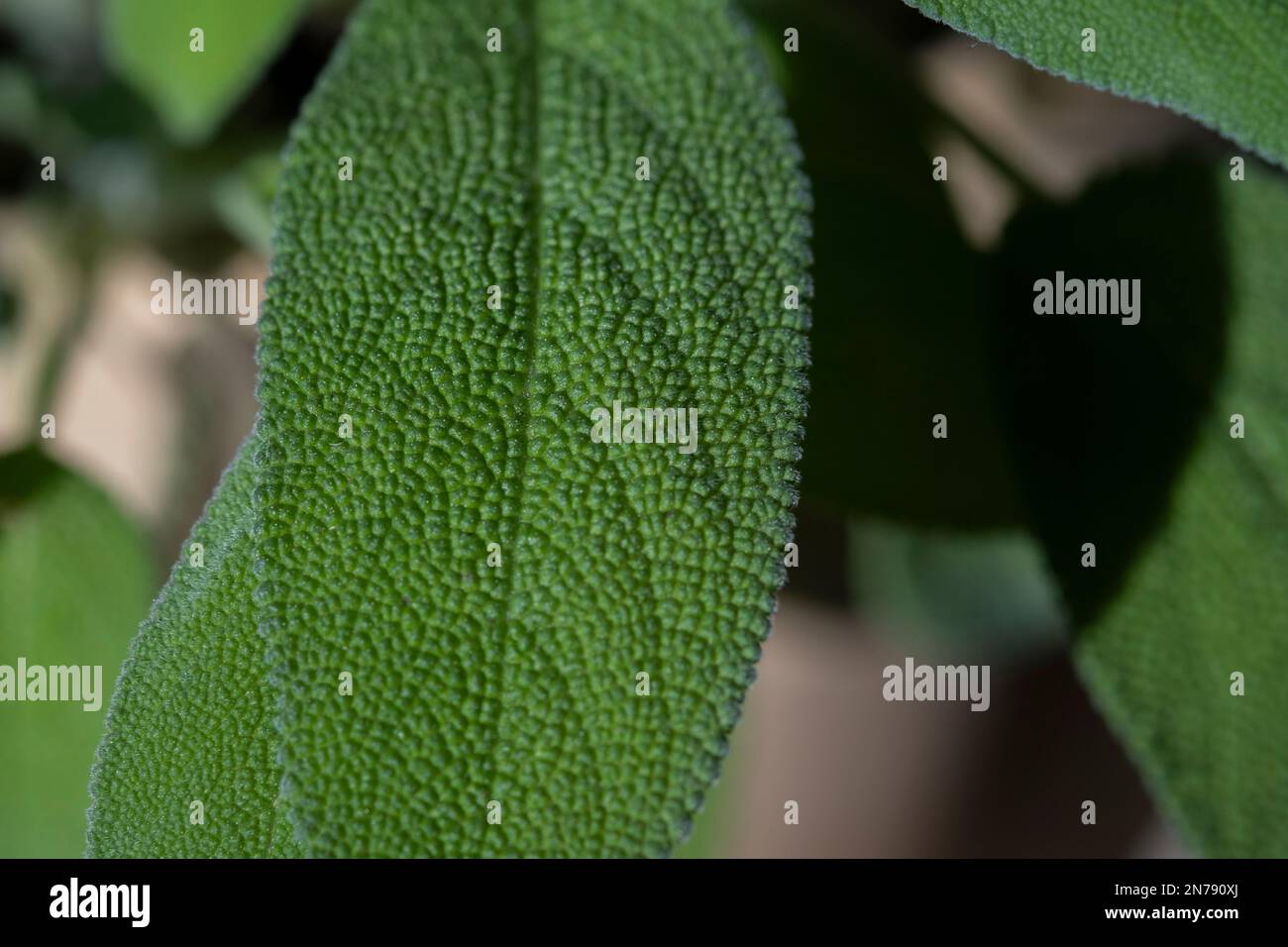 Leaf veins sage herb close up hi-res stock photography and images - Alamy